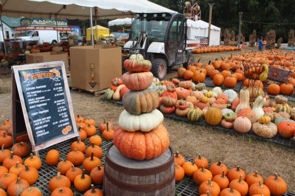 The Surprising Thing that Happened at the Pumpkin Patch – Chasing Chelsea